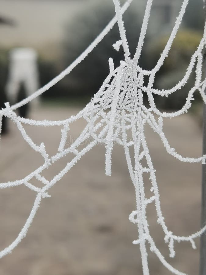 Frozen cobweb on the fence stock image. Image of frost - 207961185