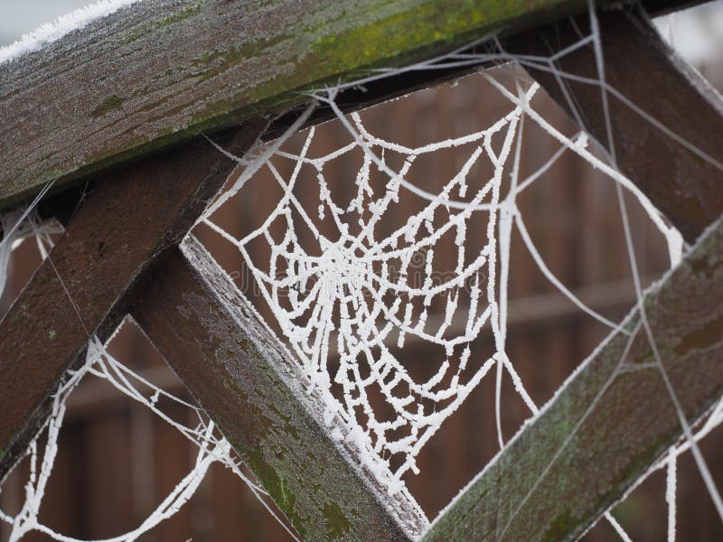 Frozen cobweb stock photo. Image of white, november, winter - 93805396