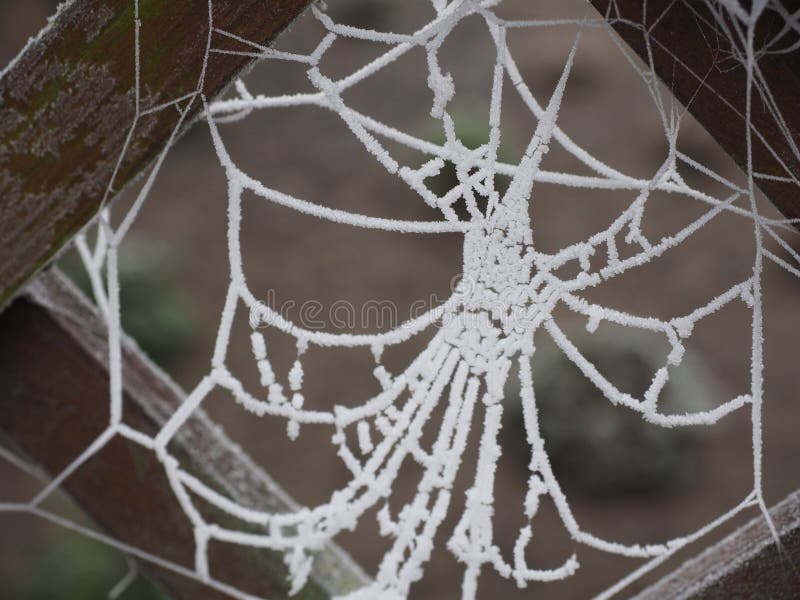 Frozen cobweb stock image. Image of wood, fence, cobweb - 93805373
