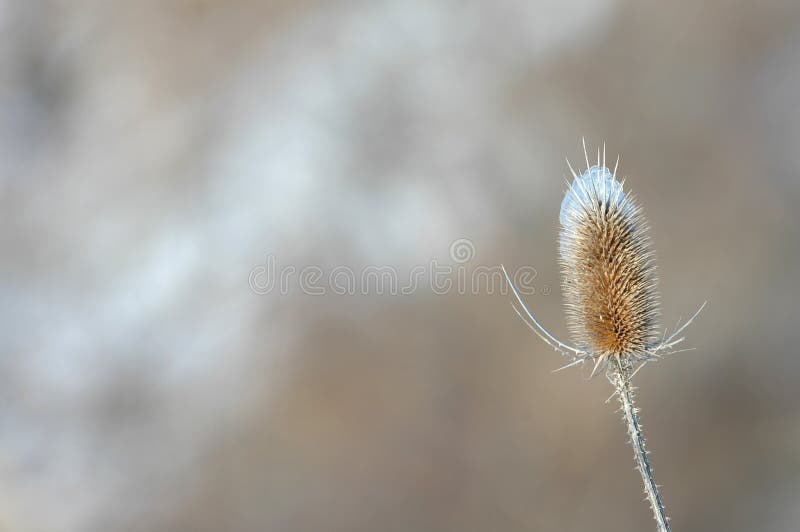 Cockle Burr Stock Photos - Free & Royalty-Free Stock Photos from Dreamstime