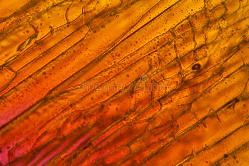 219 Coffee Microscope Stock Photos - Free & Royalty-Free Stock Photos ...