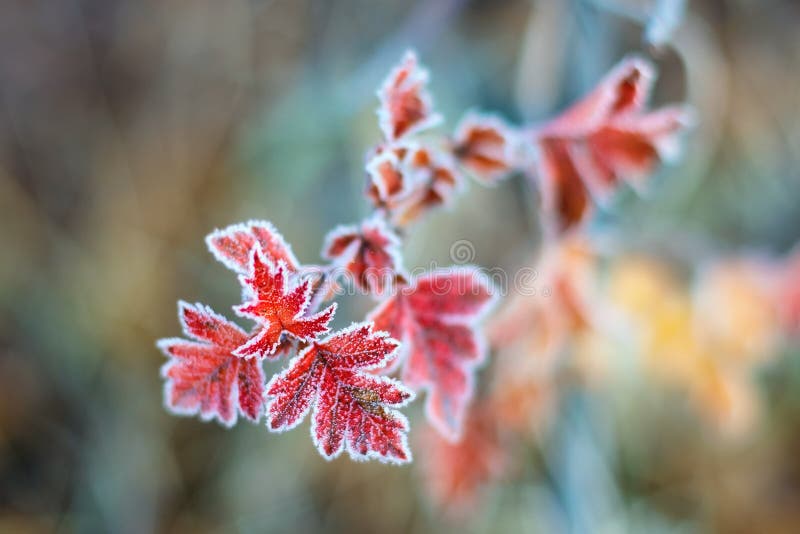 Frozen Colorful Autumn Leaf Stock Image - Image of fall, forest: 172214899
