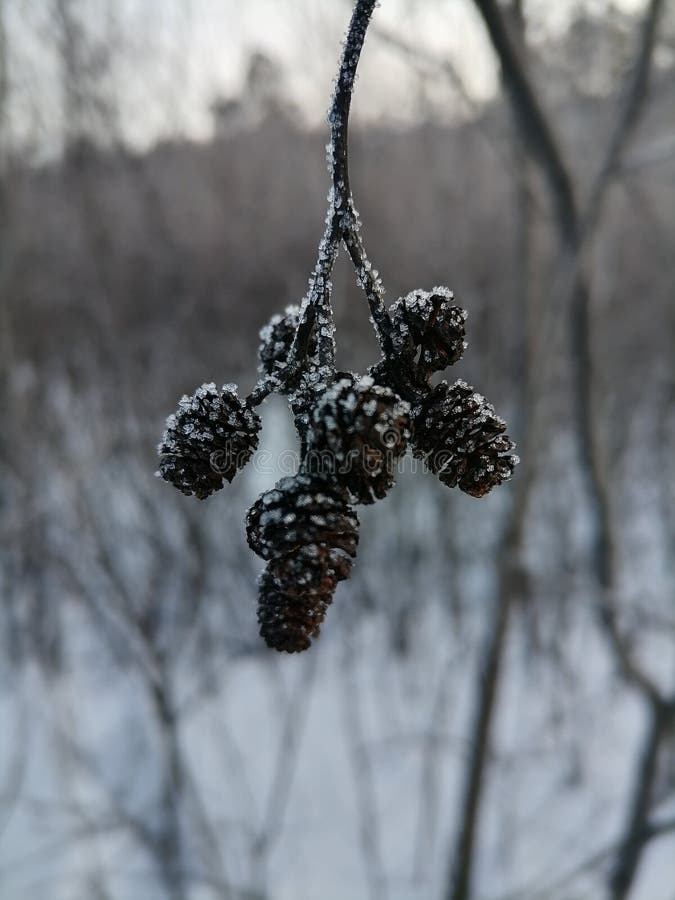 Frozen cones in the forest stock photo. Image of snow - 239558634