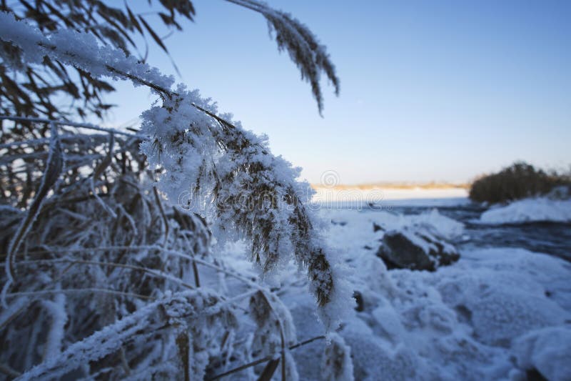 Frozen, Covered with Snow and Frost Reed on River Bank. Stock Image ...