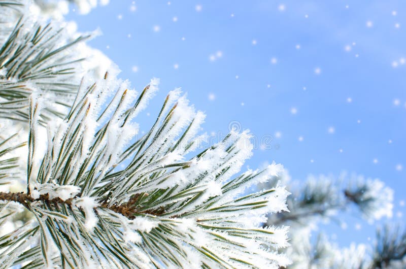 Frozen Covered with Snow and Frost Tree Branch Stock Image - Image of ...