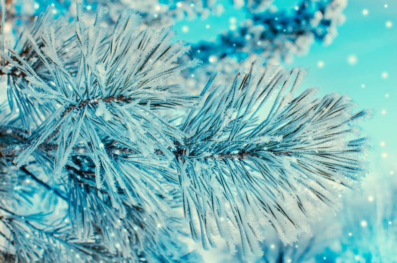 Frozen Covered with Snow and Frost Tree Branch Stock Image - Image of ...