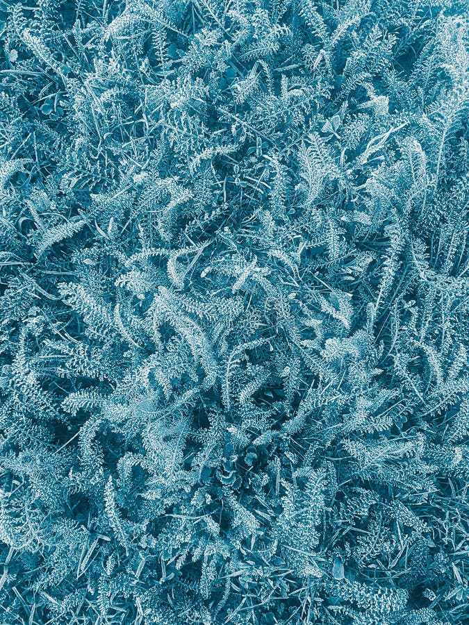 Frozen Covering with Blue Hoarfrost Grass and Plants, Abstract ...