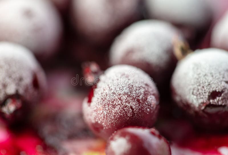 Frozen Cranberries in the Snow Stock Photo - Image of black, delicious ...