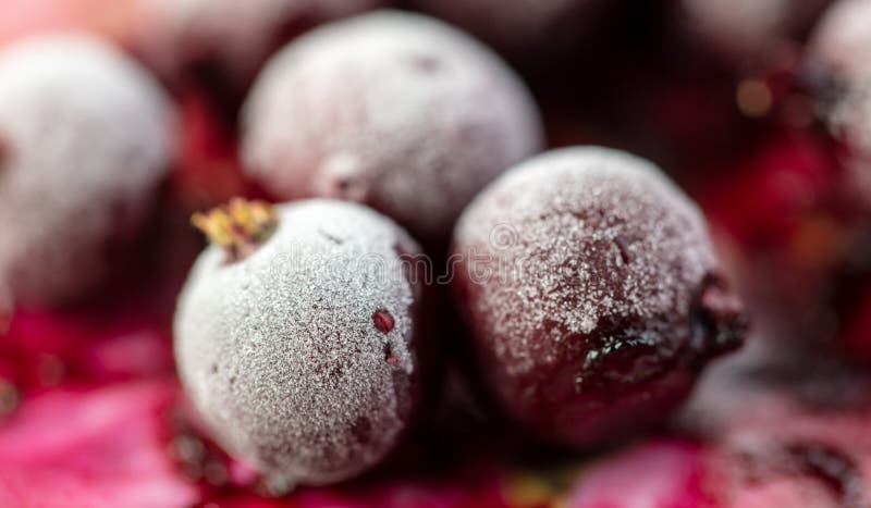 Frozen Cranberries in the Snow Stock Photo - Image of background, macro ...