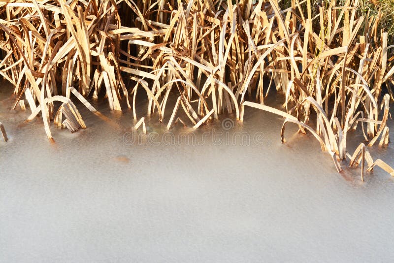 Frozen Creek Dry Sedge Stock Photos - Free & Royalty-Free Stock Photos ...