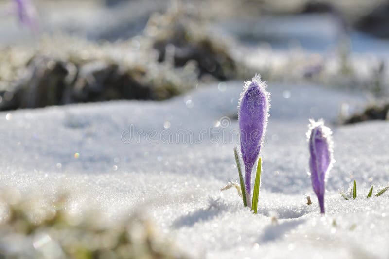 Frozen Crocus Flower in Frost. Spring Flower in Nature with Soft Stock ...