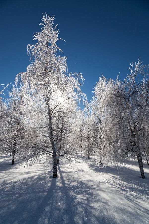 Frozen Crystal Trees stock image. Image of clean, storm - 65055225