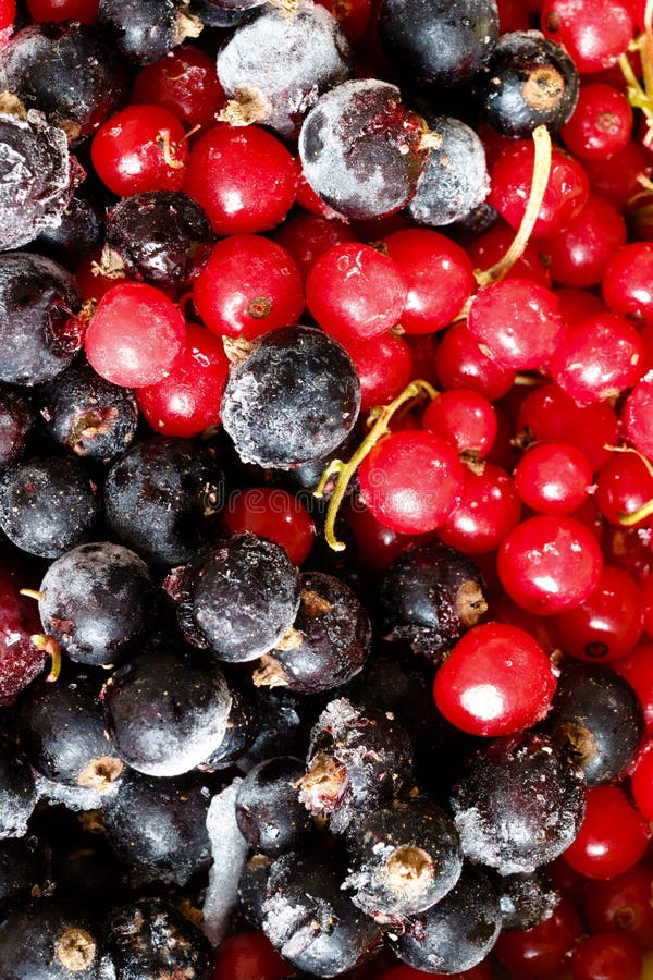 Frozen currant berries stock photo. Image of antioxidant - 92247166