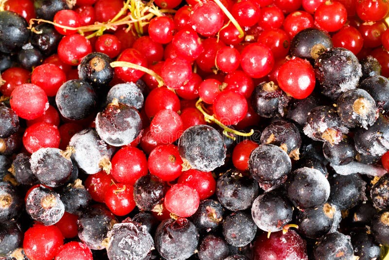 Frozen currant berries stock photo. Image of berry, freezer - 92247178
