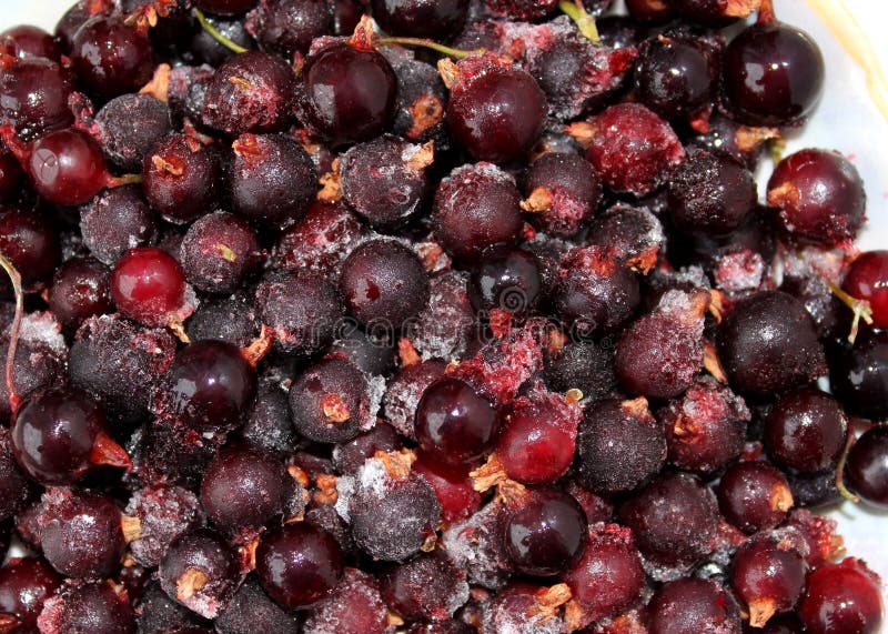 Frozen currants stock photo. Image of refrigerate, vitamin - 23467528