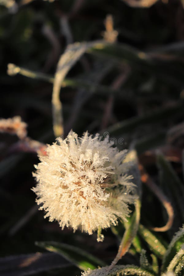 Frozen Dandelion on a Winter Day Stock Photo - Image of frozen, snow ...