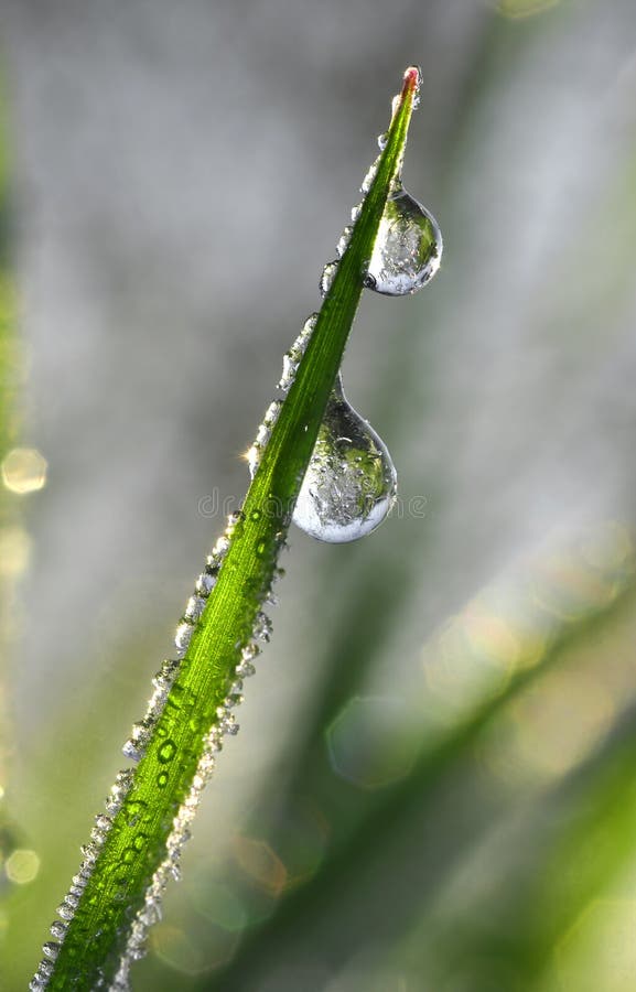 Frozen dew stock image. Image of outdoors, rain, raindrop - 21183301