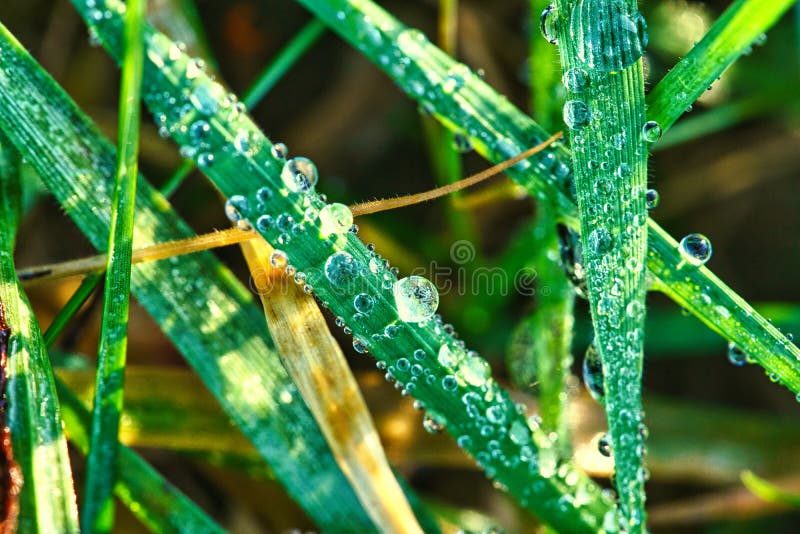 Frozen Dew Drops on a Blade of Grass. Close Up of Frozen Water Stock ...