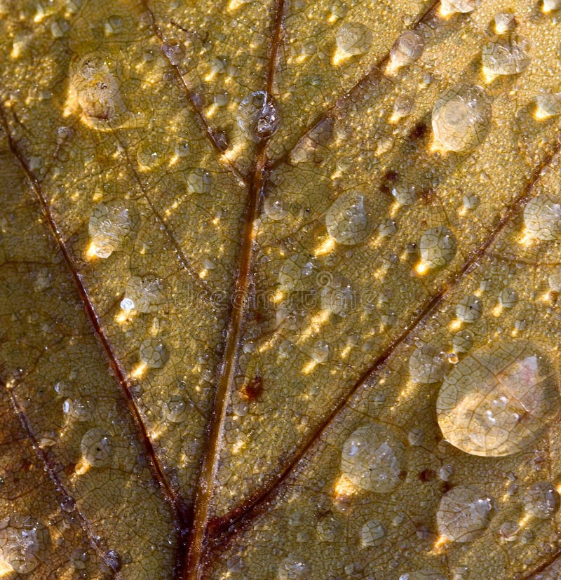 Frozen Dew Drops on Fall Leaf Stock Photo - Image of natural ...