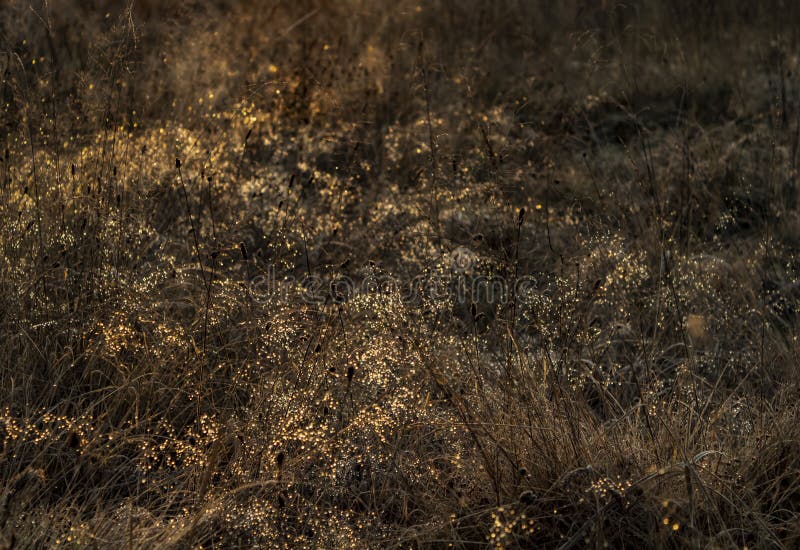 Frozen Dew Drops on the Grass Stock Photo - Image of shining, morning ...