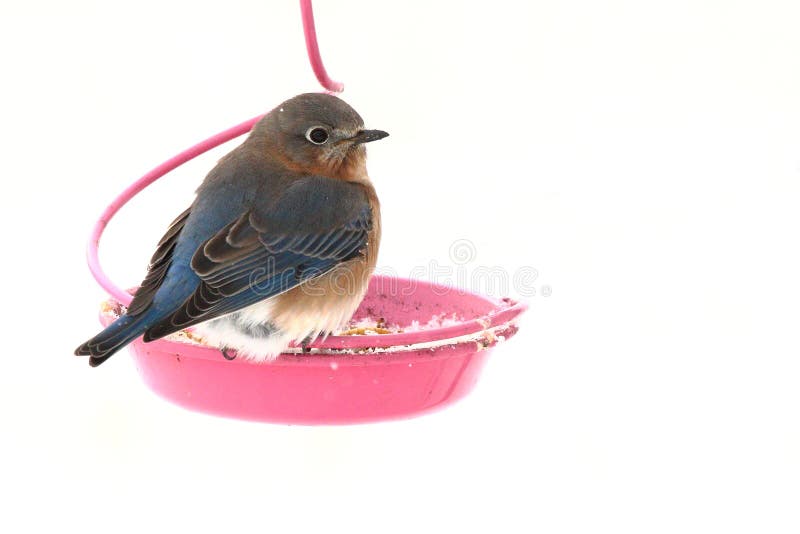 Bluebird Dinner for Two stock photo. Image of blue, plate - 69421702