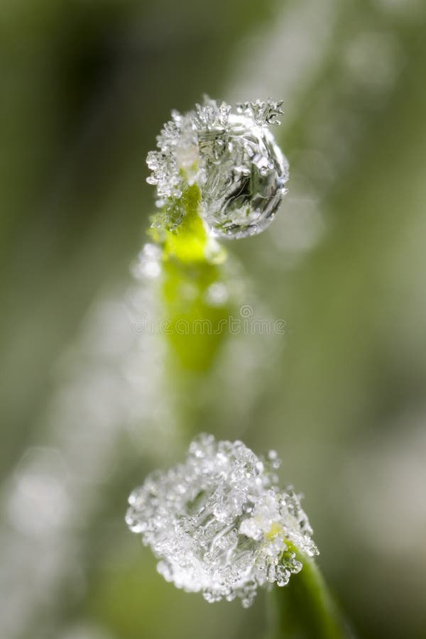 Beautiful Reflex of Flower in Water Drop Stock Photo - Image of pink ...