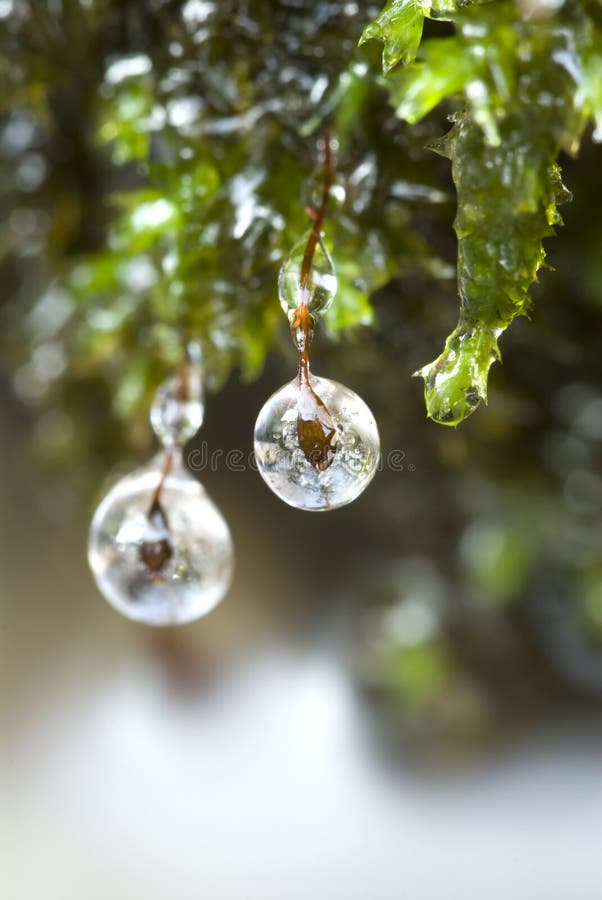 Frozen drop stock image. Image of close, stem, freeze - 4811411