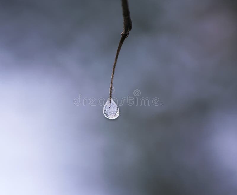 Drop on branch stock photo. Image of nature, green, drop - 89534852