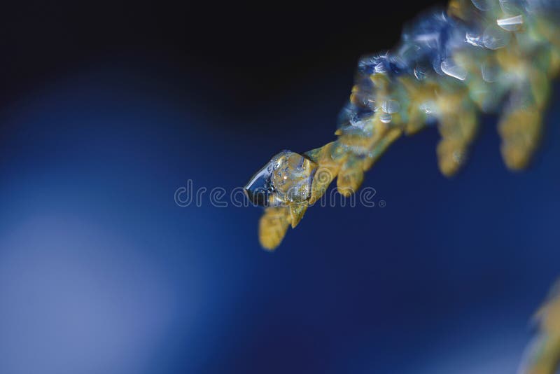 Frozen Drop on the Fir-tree Stock Image - Image of frozen, drop: 36134073