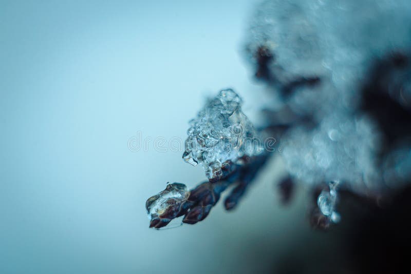 Frozen Drop on the Fir-tree Stock Image - Image of frozen, water: 36134077