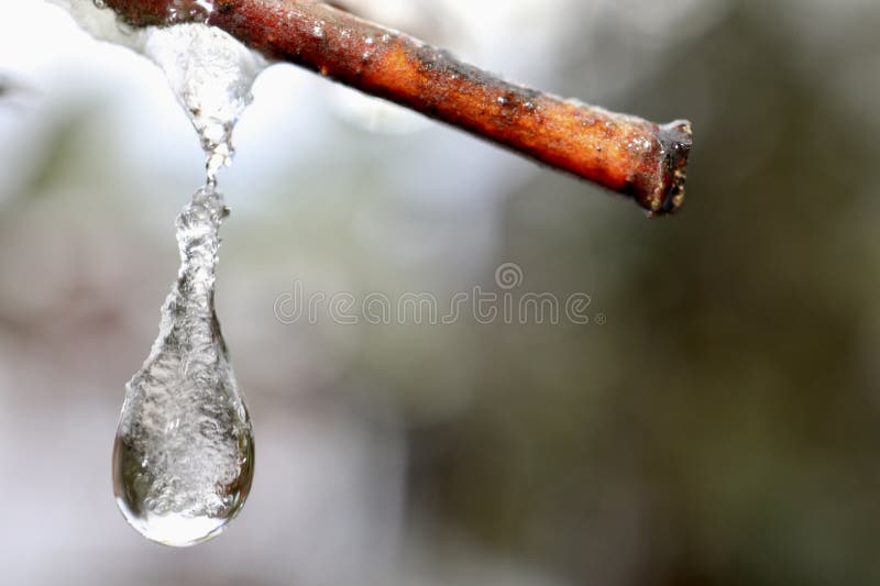 Frozen drop stock photo. Image of drop, invertebrate - 304222922