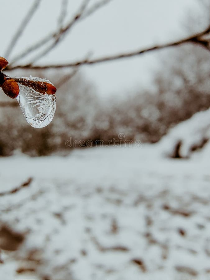Frozen drop in the snow stock image. Image of winter - 215452851