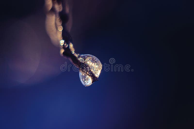 Frozen drop on the tree stock image. Image of tree, frozen - 36134101