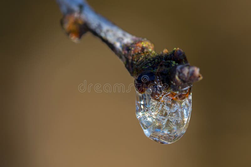 Frozen Drop of Water Dripping from Tree Branch with Blurred Back Stock ...