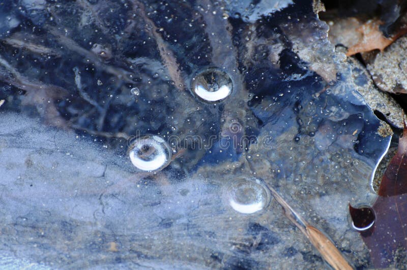 Frozen Droplets stock photo. Image of drops, lake, winter - 70924710