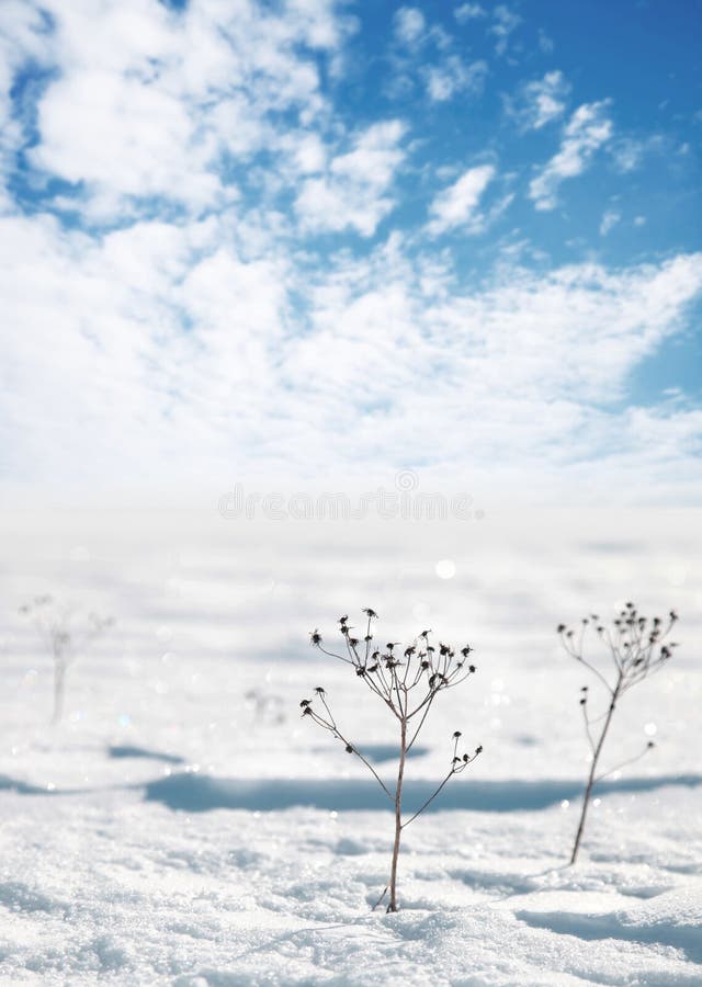 Frozen dry flowers on snow stock image. Image of frozen - 31465041