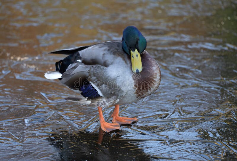 Frozen Duck at Daisy Nook Country Park Stock Image - Image of bird ...
