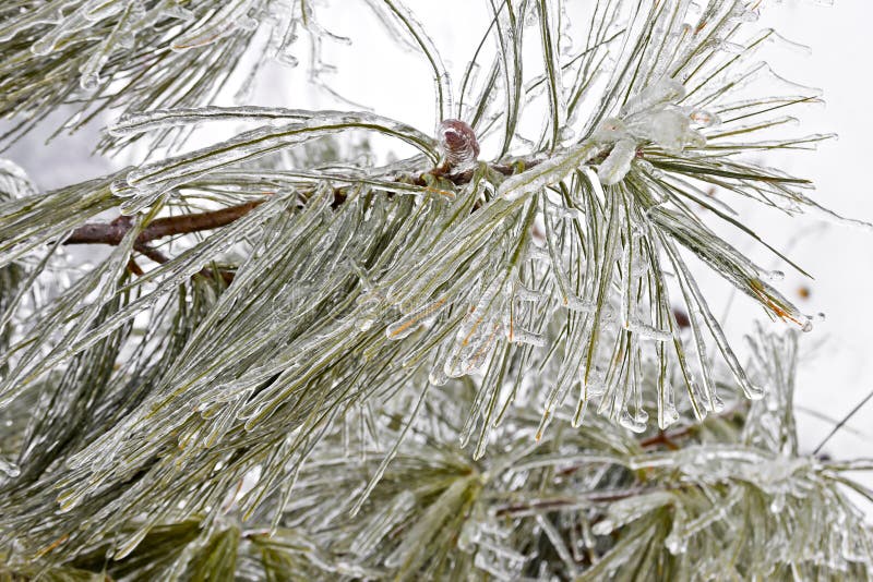 Frozen Evergreen Branch stock photo. Image of details - 37861318