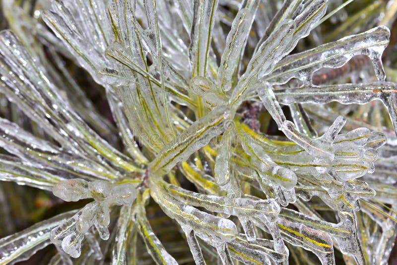 Frozen Evergreen Needles stock photo. Image of details - 37861286