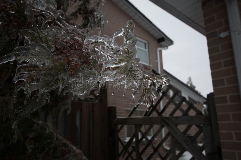 Frozen evergreen tree stock image. Image of ground, storm - 70939889