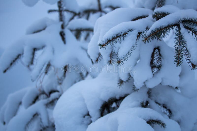 Frozen evergreen tree stock image. Image of bright, green - 172273297