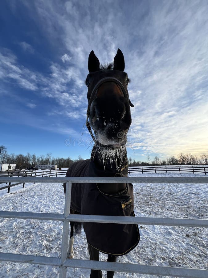 Frozen face stock photo. Image of tree, sculpture, water - 361660684