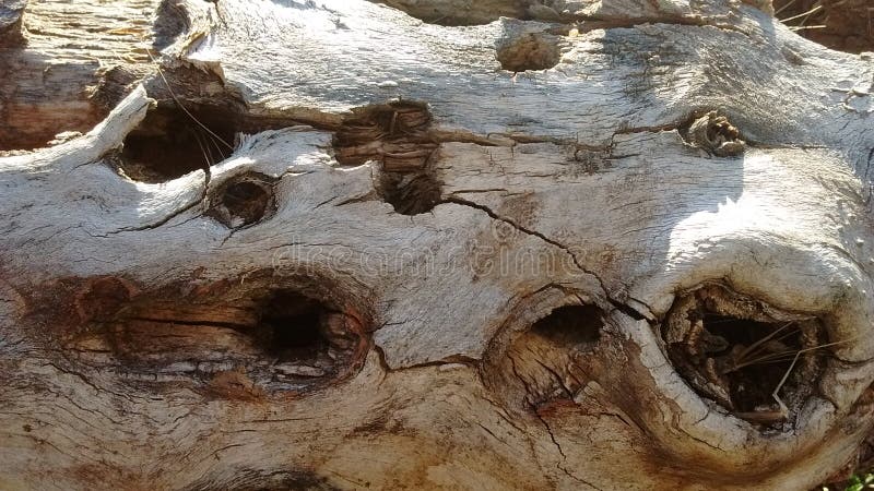 Petrifed faces stock image. Image of petrifed, frozen - 103403633