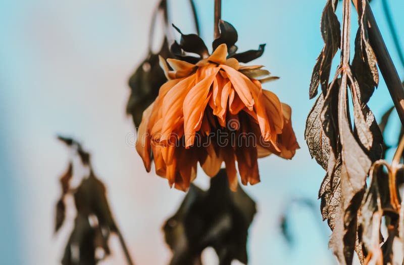 Frozen Faded Flower Close Up Stock Photo - Image of landscape, light ...