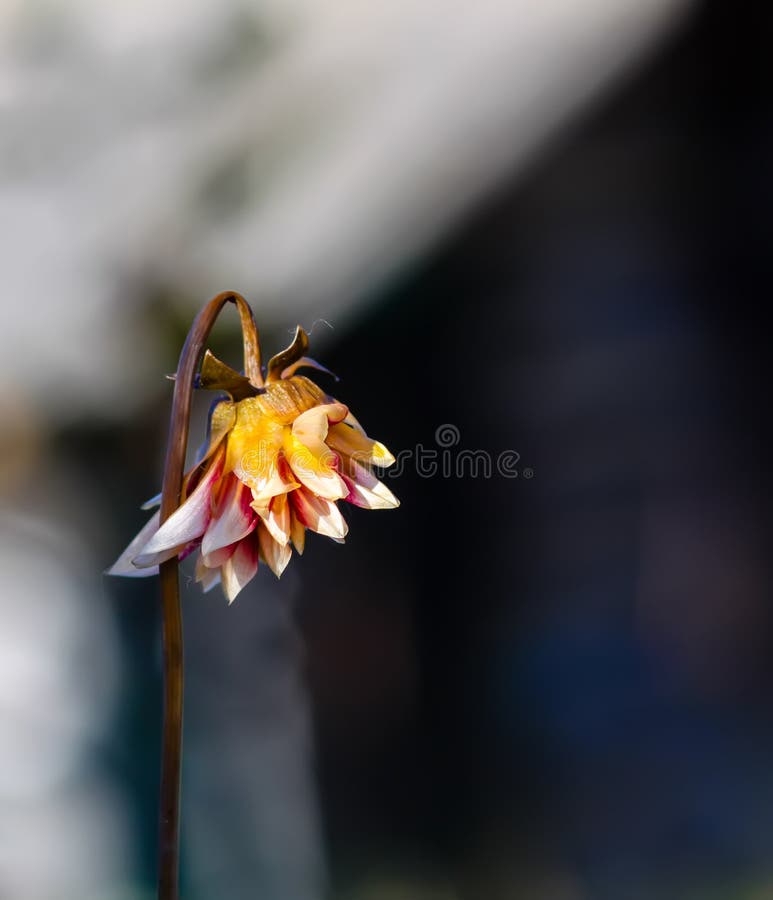 Frozen Faded Flower Close Up Stock Image - Image of landscape ...