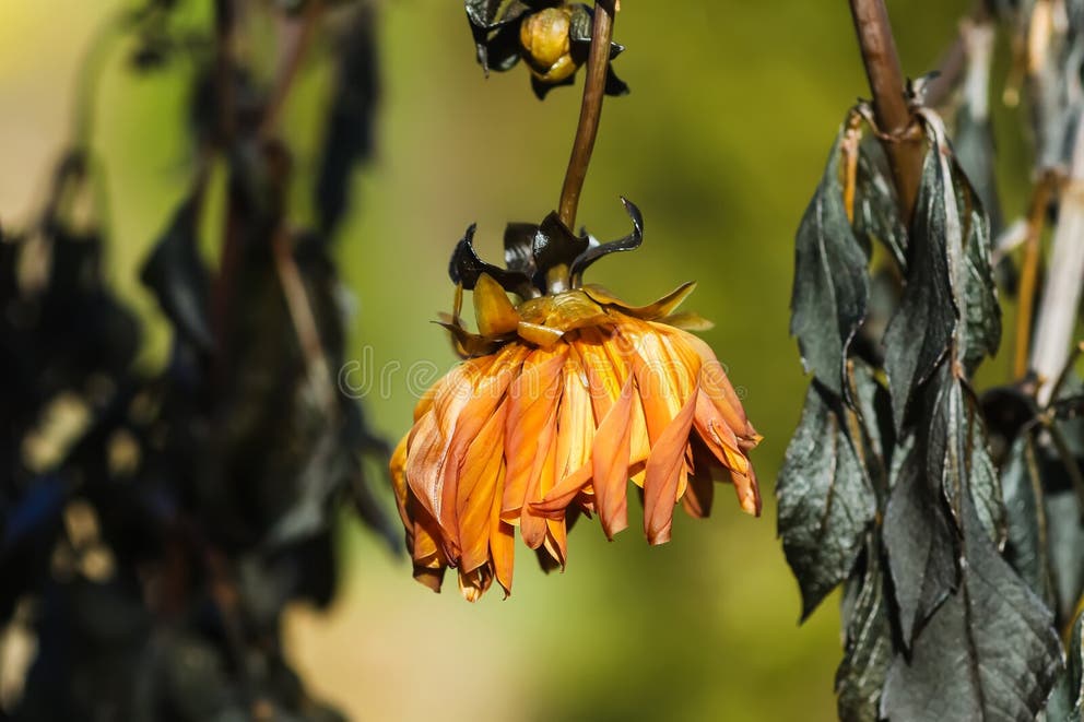 Frozen Faded Flower Close Up Stock Photo - Image of closeup, cold ...