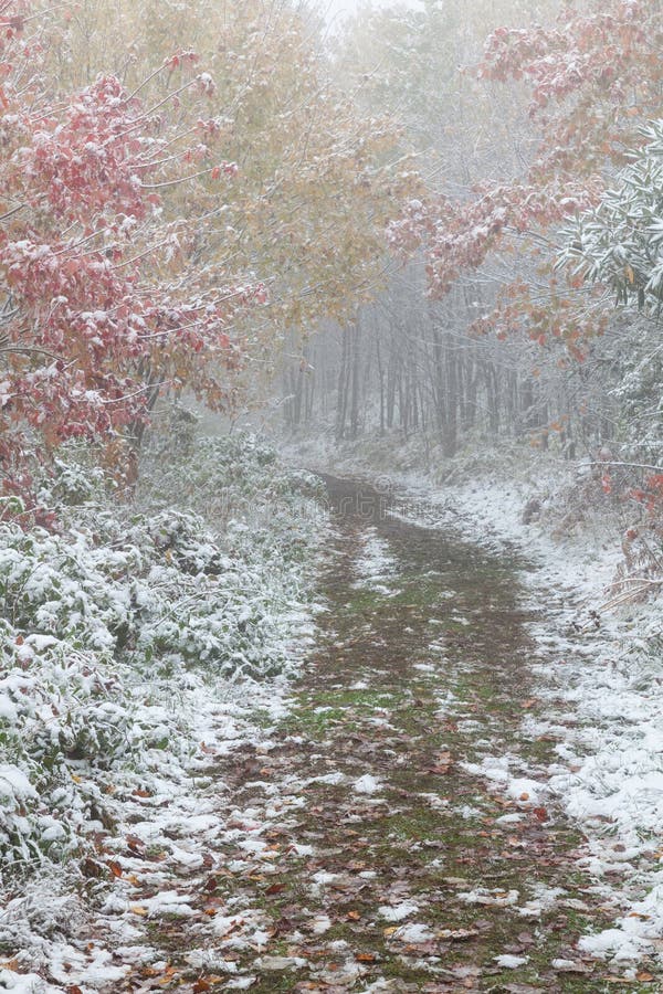 Frozen Fall Foliage at Max Patch Stock Image - Image of snow, frozen ...