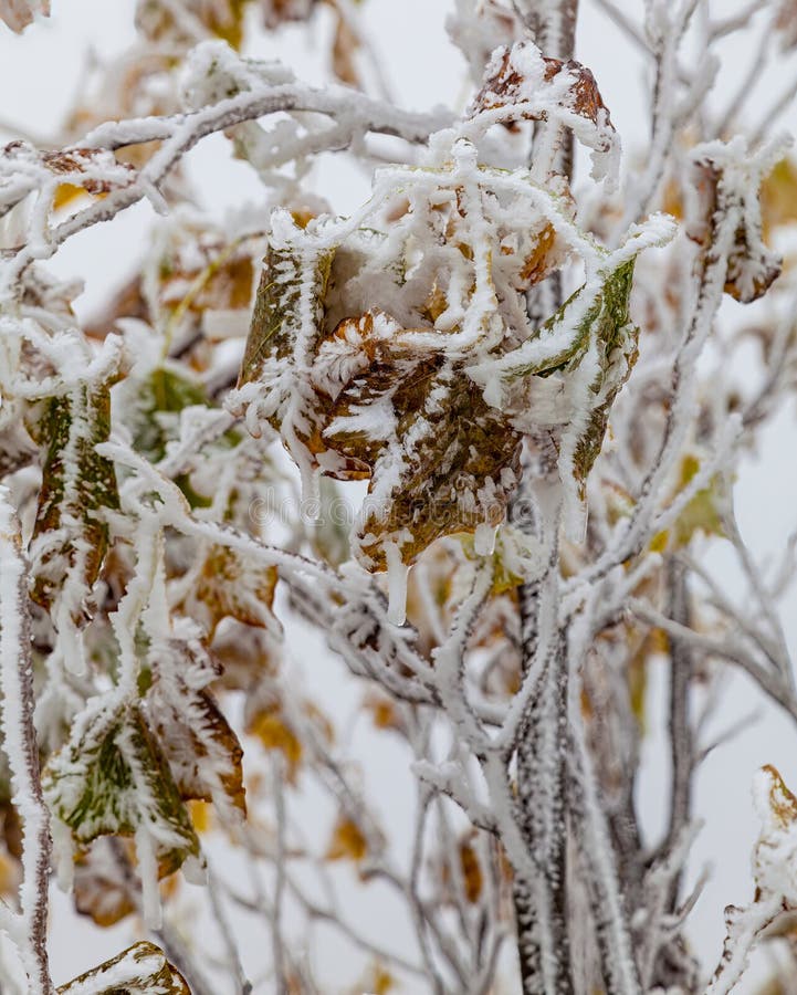 Frozen Fall Foliage at Max Patch Stock Photo - Image of highlands ...
