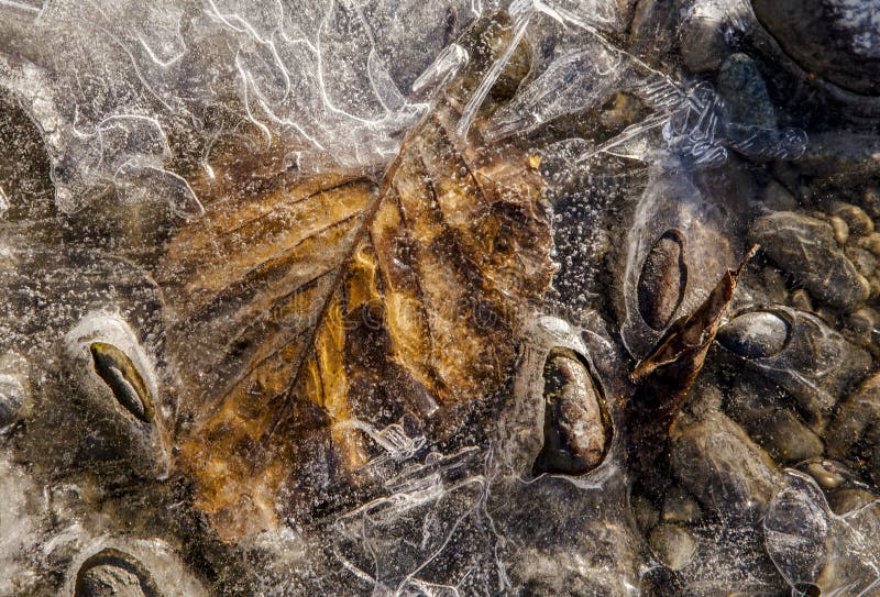 Frozen Fall Leaf stock image. Image of orange, frozen - 105148239