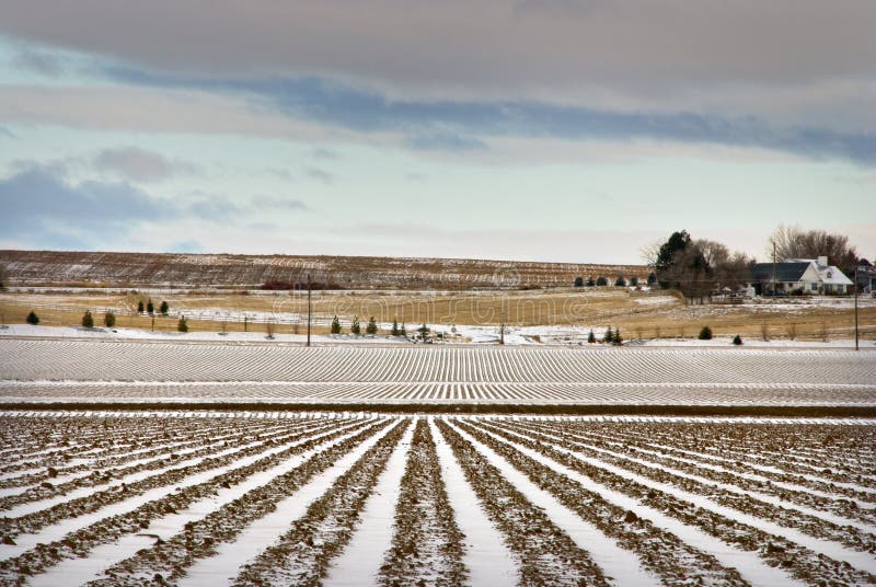 Frozen Farm Rows in Winter stock photo. Image of house - 165073866